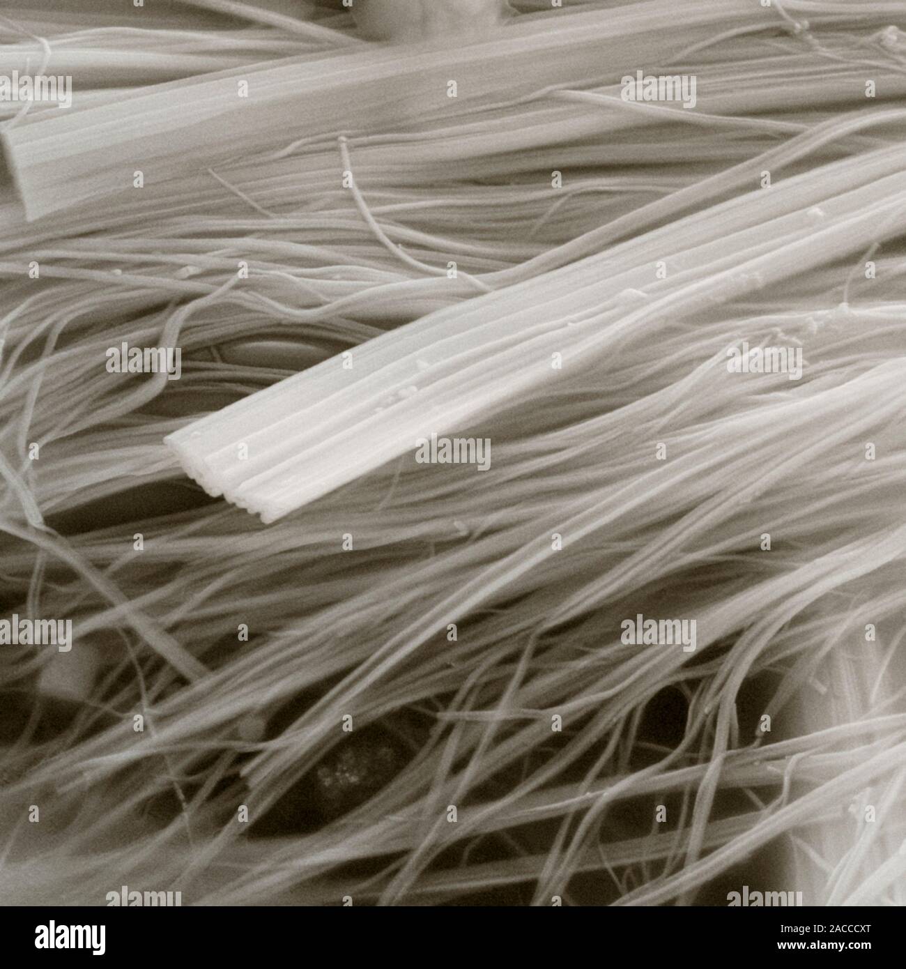 Barite crystal fibres, coloured scanning electron micrograph (SEM ...