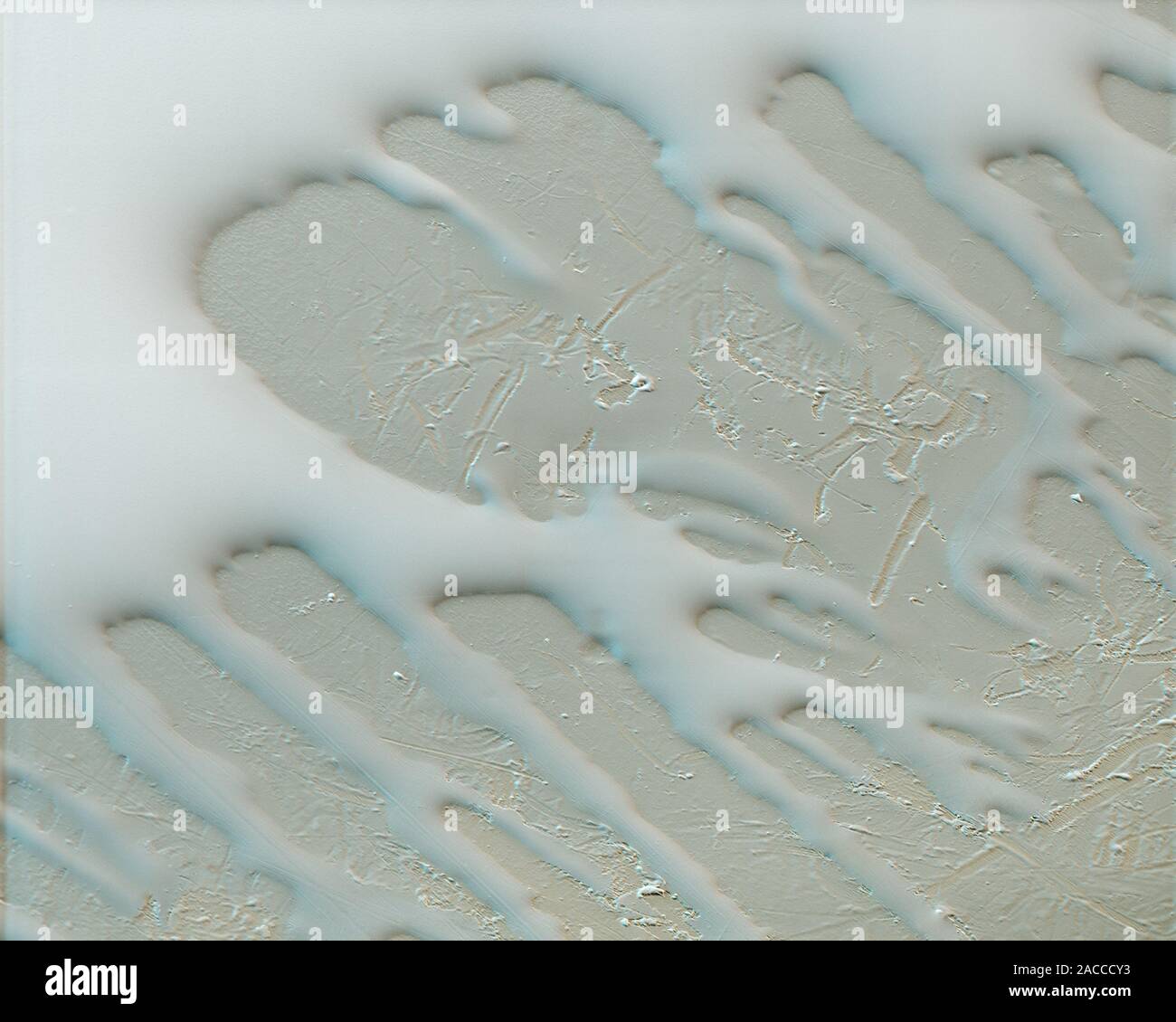 Polysilazane. Coloured scanning electron microscope (SEM) of a surface ...