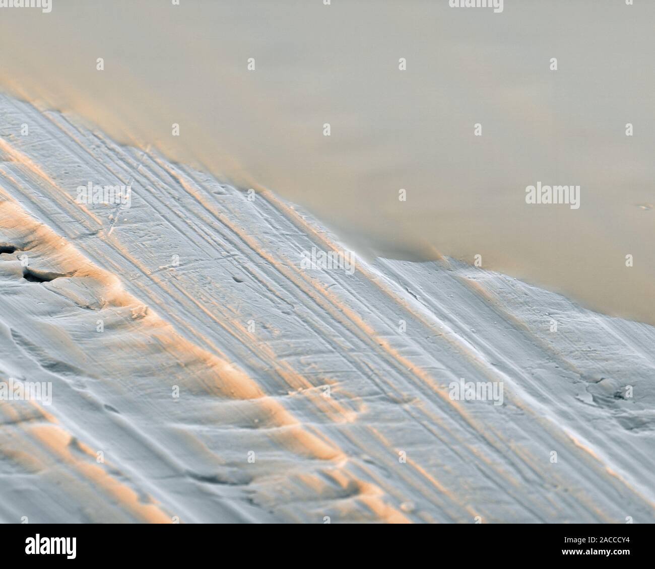 Polysilazane. Coloured scanning electron microscope (SEM) of an ...