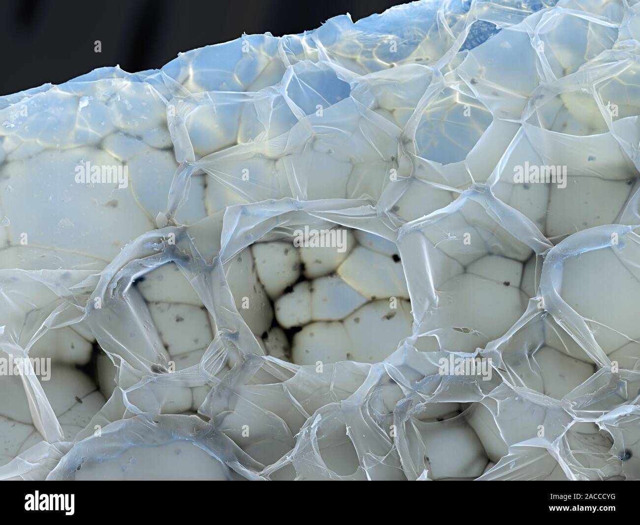 Neopor insulating material, coloured scanning electron micrograph (SEM ...