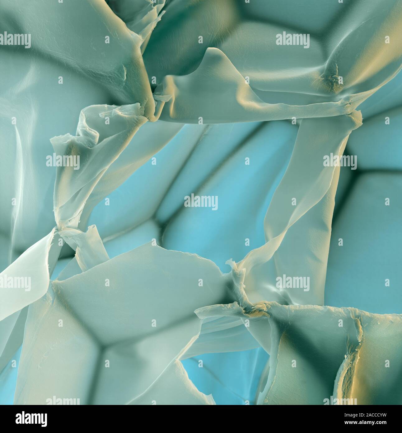 Styrodur insulating material, coloured scanning electron micrograph ...