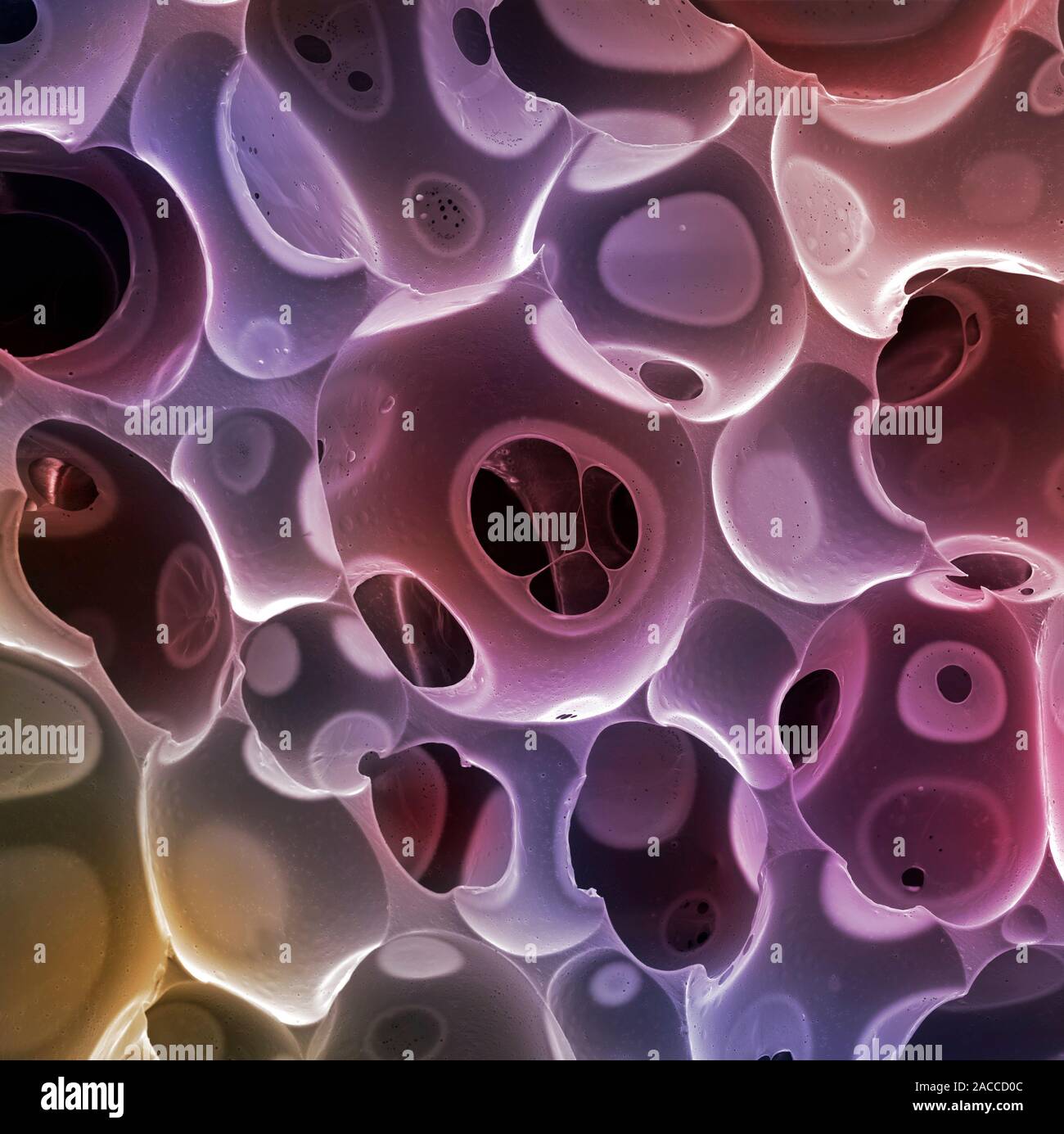 TEMPUR memory foam, coloured scanning electron micrograph (SEM). This ...