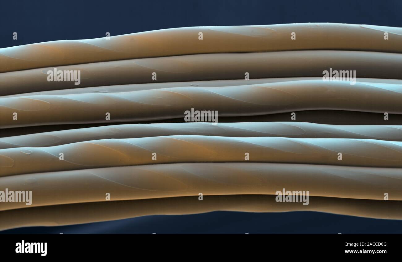 Elastane fibres, coloured scanning electron microscope (SEM). Elastane ...