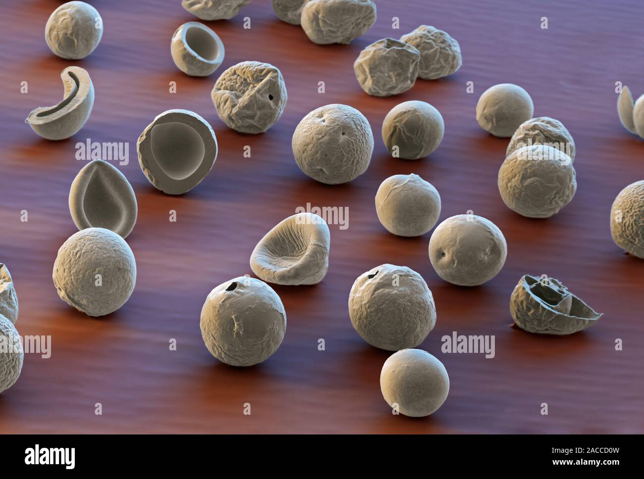 Polyacrylic acid, coloured scanning electron micrograph (SEM). This is ...