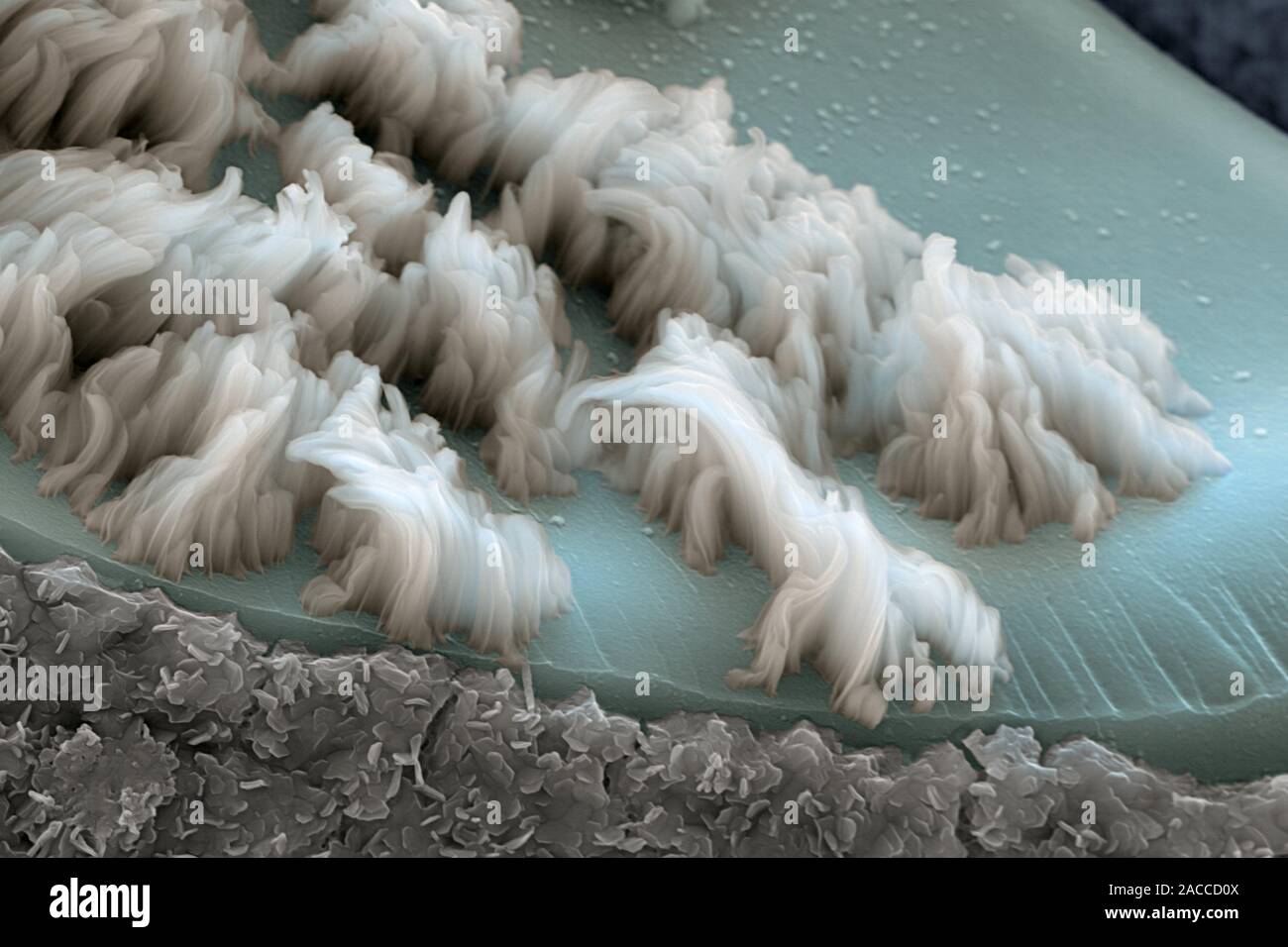 Polyacrylic acid, coloured scanning electron micrograph (SEM). This is ...