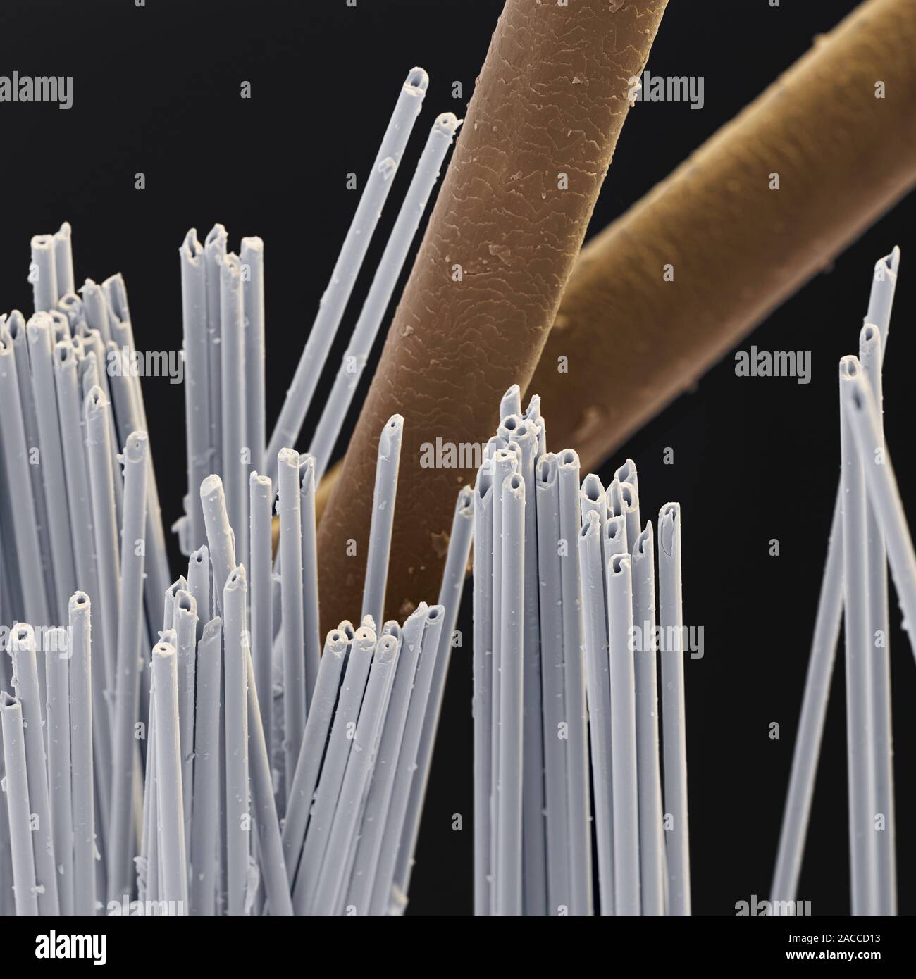 Glass fibres, coloured scanning electron micrograph (SEM). Glass fibres ...