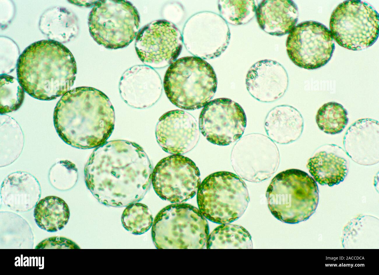 Light micrograph of protoplasts from a tobacco leaf, Nicotiana ...