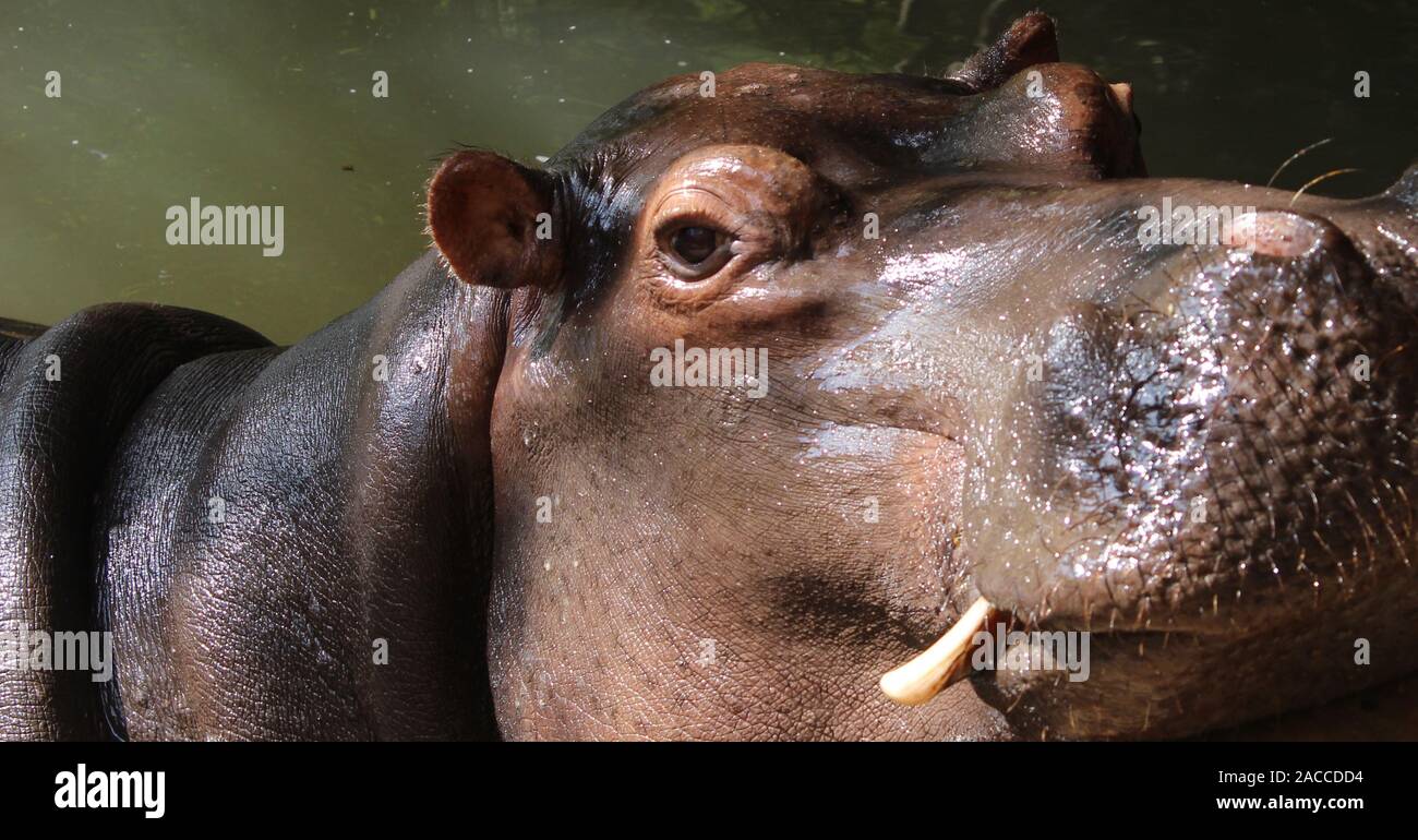 Close up of hippopotamus head showing tusks Stock Photo - Alamy