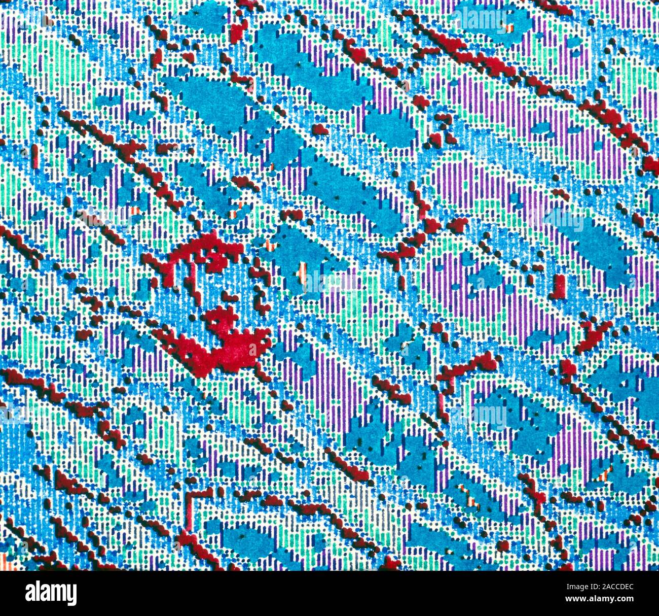 Scanning acoustic micrograph (SAM) of onion skin single cell layer ...