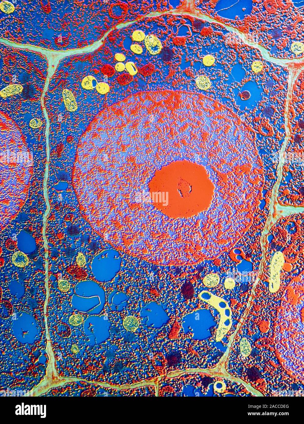 False-colour transmission electron micrograph (TEM) of a cell in the ...