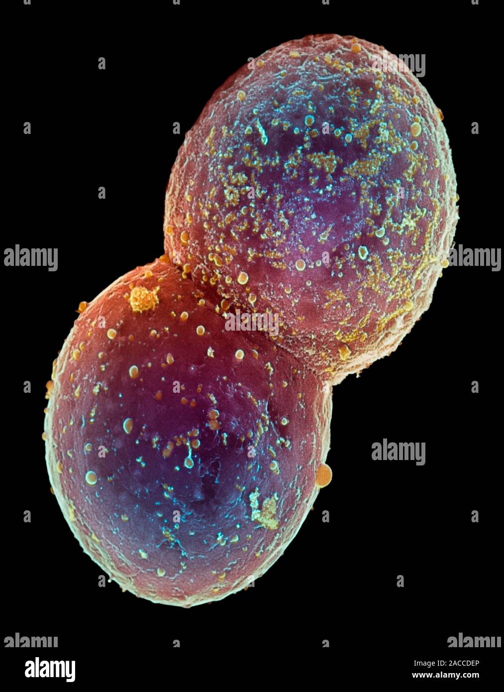 Protoplasts. Coloured scanning electron micrograph (SEM) of two tobacco ...