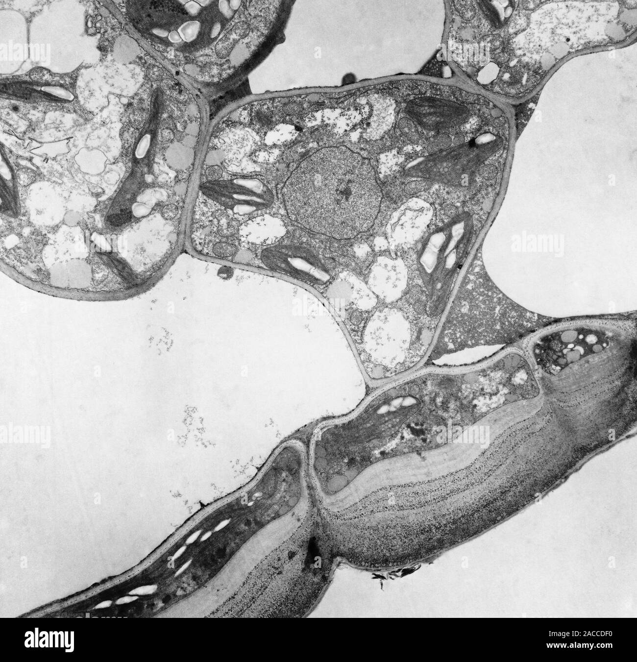 Leaf epidermis. Transmission electron micrograph (TEM) of a section ...