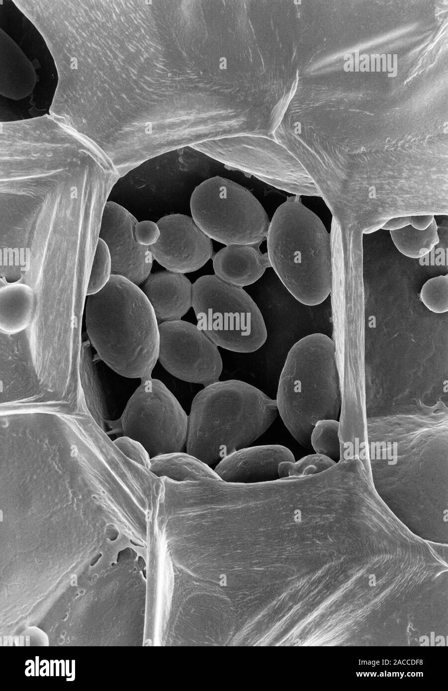 Scanning electron micrograph of a slice through a raw potato, Solanum ...