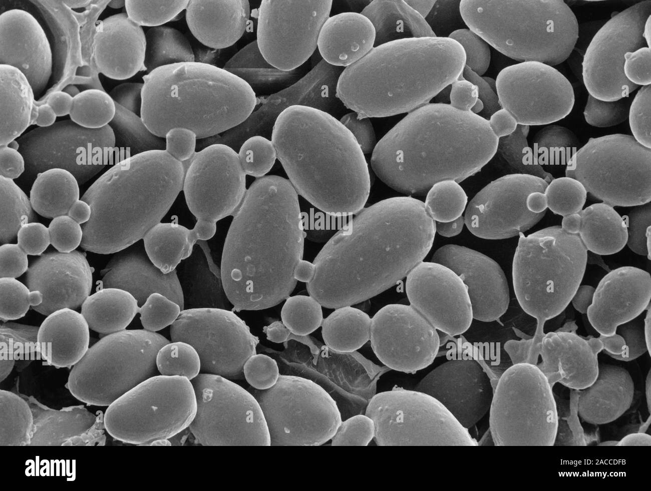 Scanning electron micrograph of a slice through a raw potato, Solanum ...