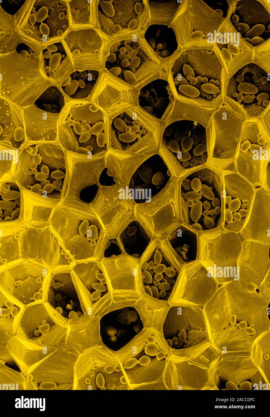 False-colour scanning electron micrograph of a slice through a raw ...