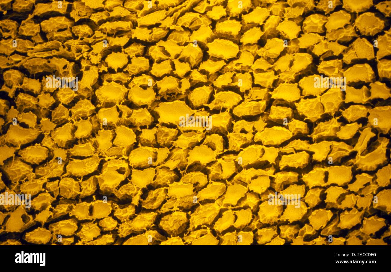 False colour scanning electron micrograph of a slice of cooked potato ...
