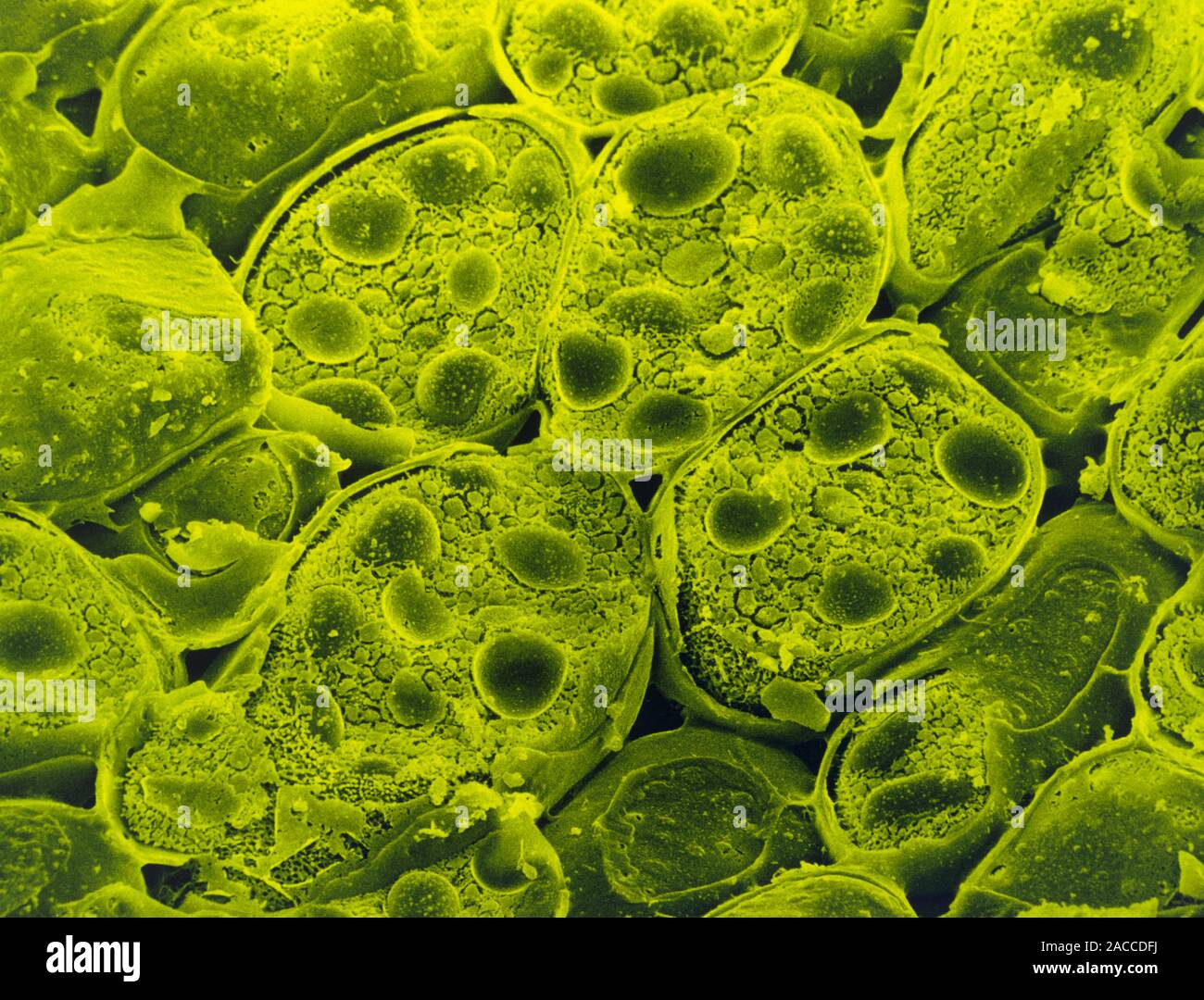 False-colour scanning electron micrograph of starch grains, or ...