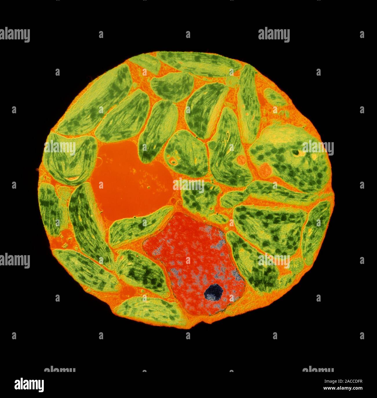 False-colour transmission electron micrograph of chloroplasts in a ...