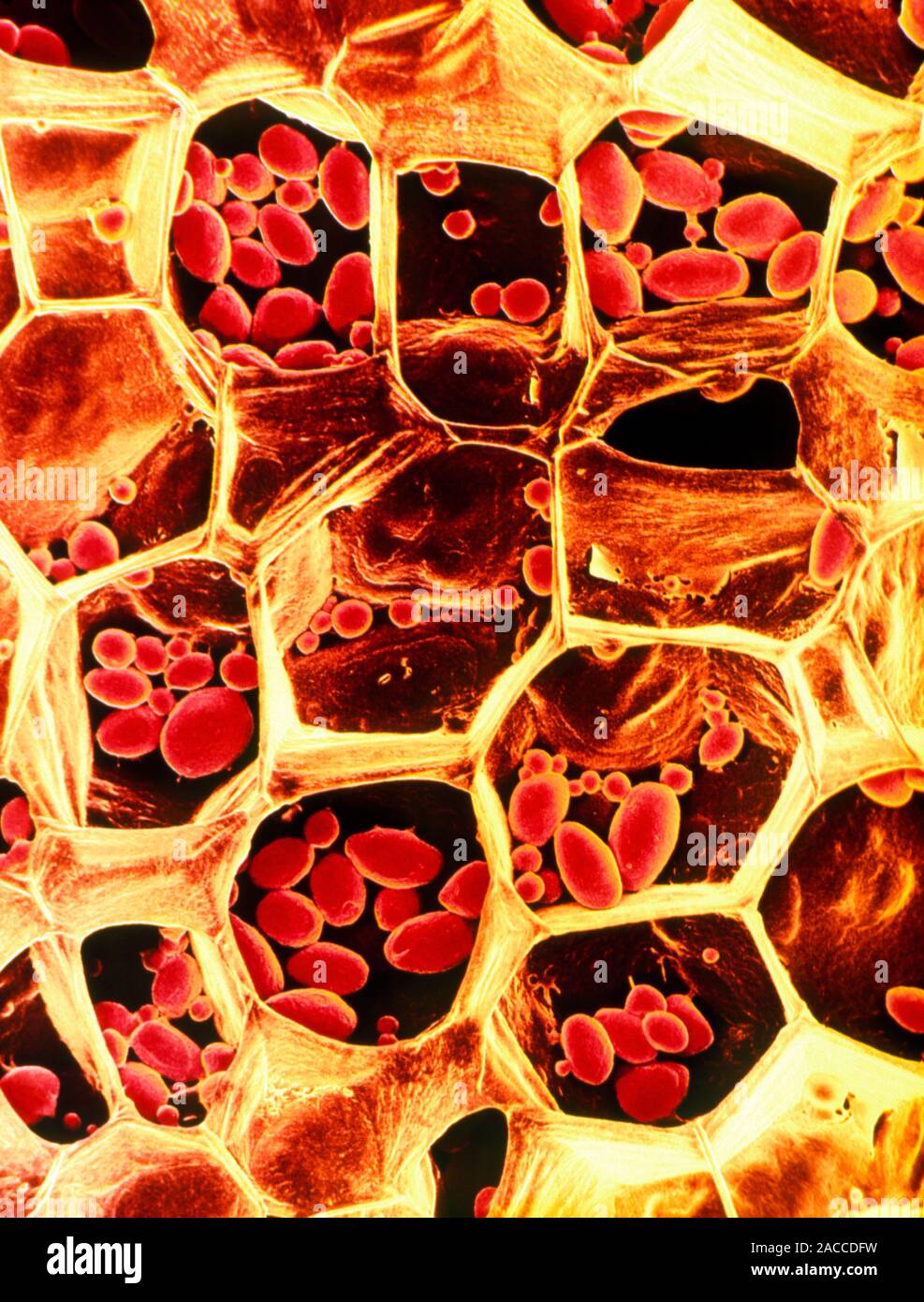 False-colour scanning electron micrograph of a slice through a raw ...