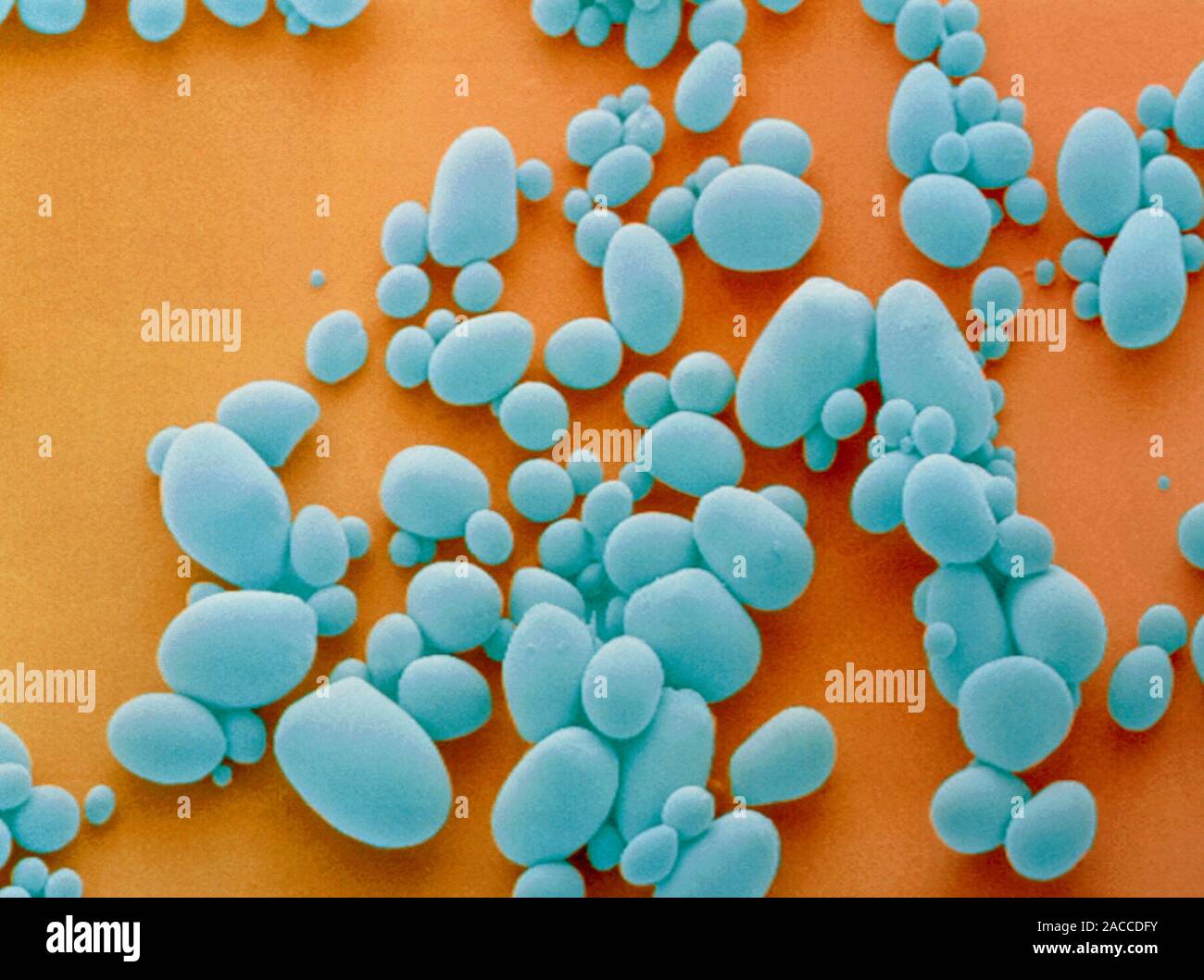 Potato Starch Coloured Scanning Electron Micrograph Of Starch Grains Isolated From The Cells Of