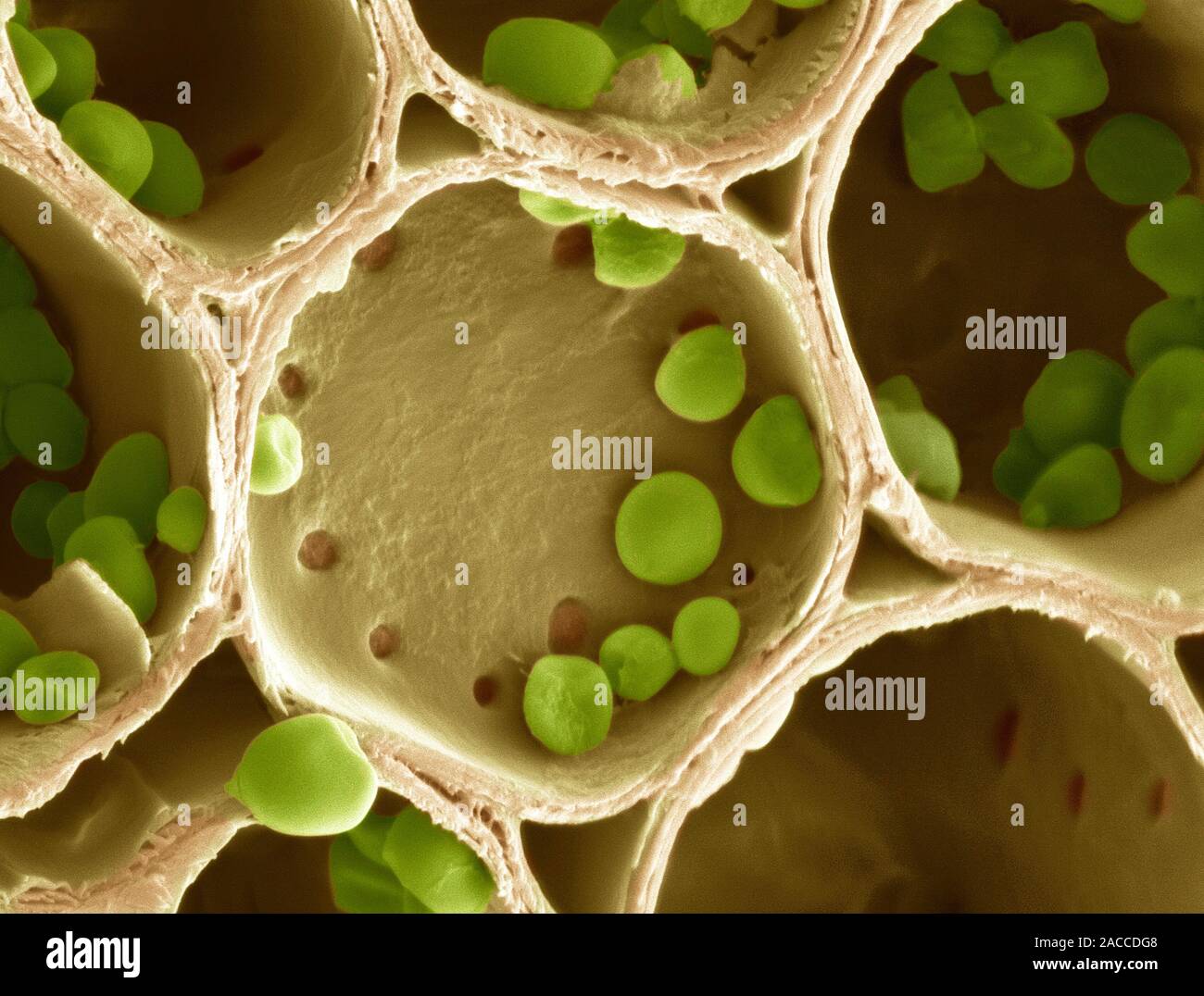 Starch grains. Coloured scanning electron micrograph (SEM) of starch ...