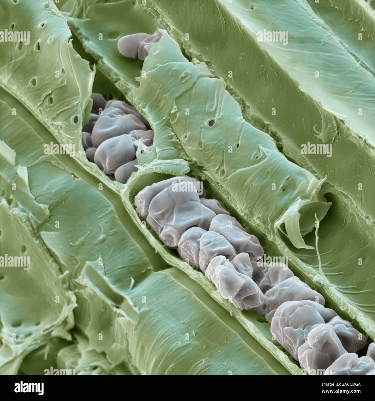 Starch grains. Coloured scanning electron micrograph (SEM) of starch ...