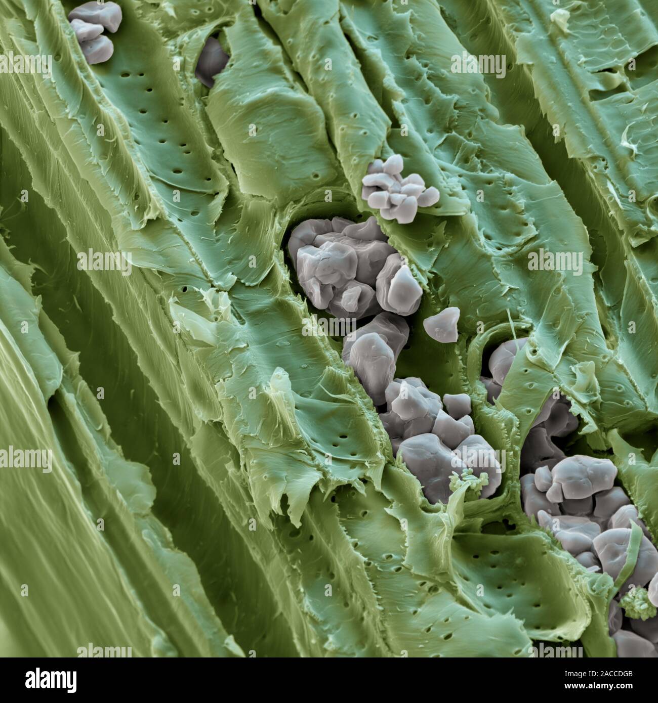Starch grains. Coloured scanning electron micrograph (SEM) of starch ...