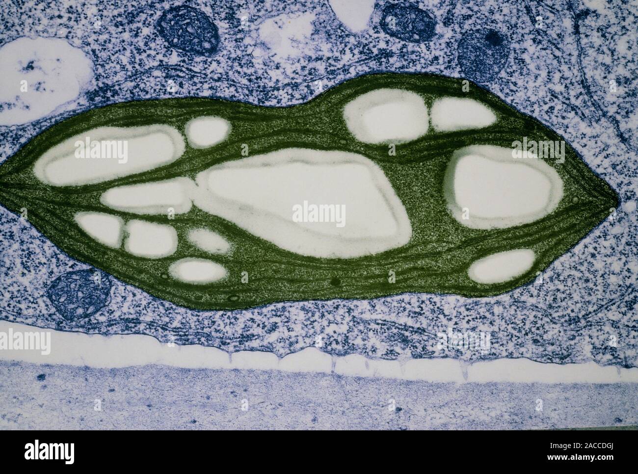 False colour transmission electron micrograph of a chloroplast in the ...