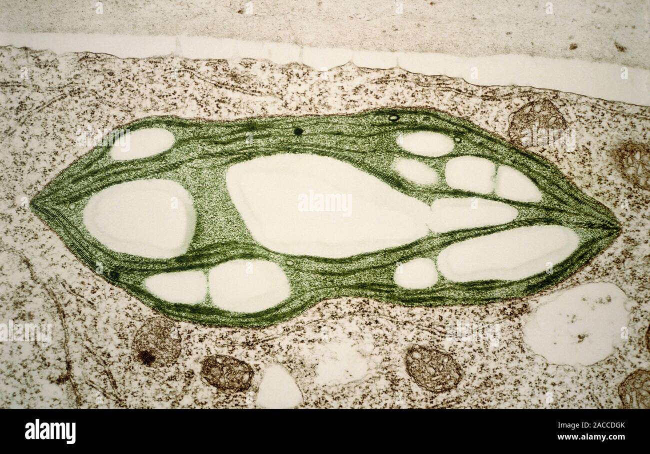 False colour transmission electron micrograph of a chloroplast in the ...