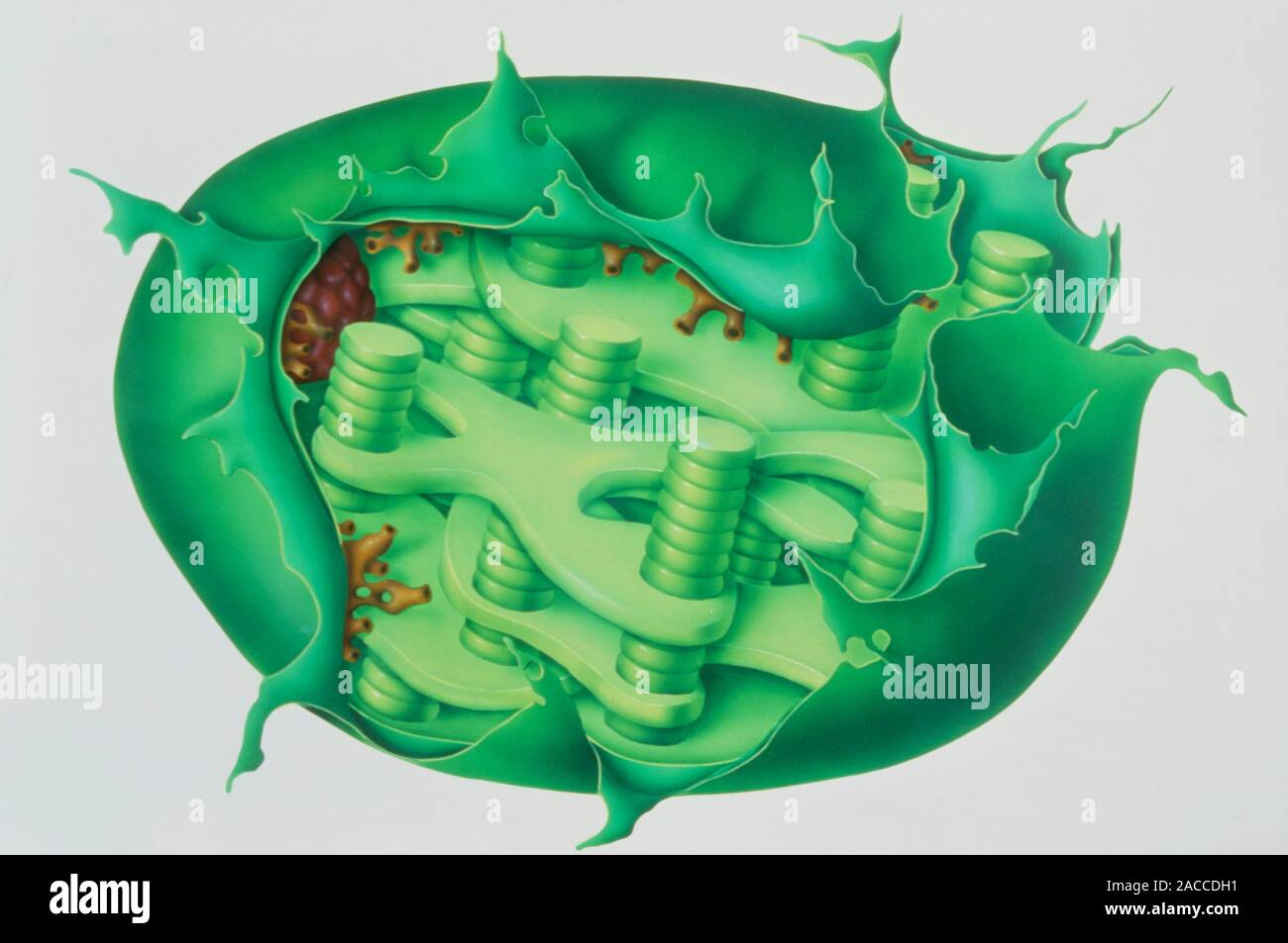 Cutaway illustration of a plant chloroplast, the unit within the leaf ...