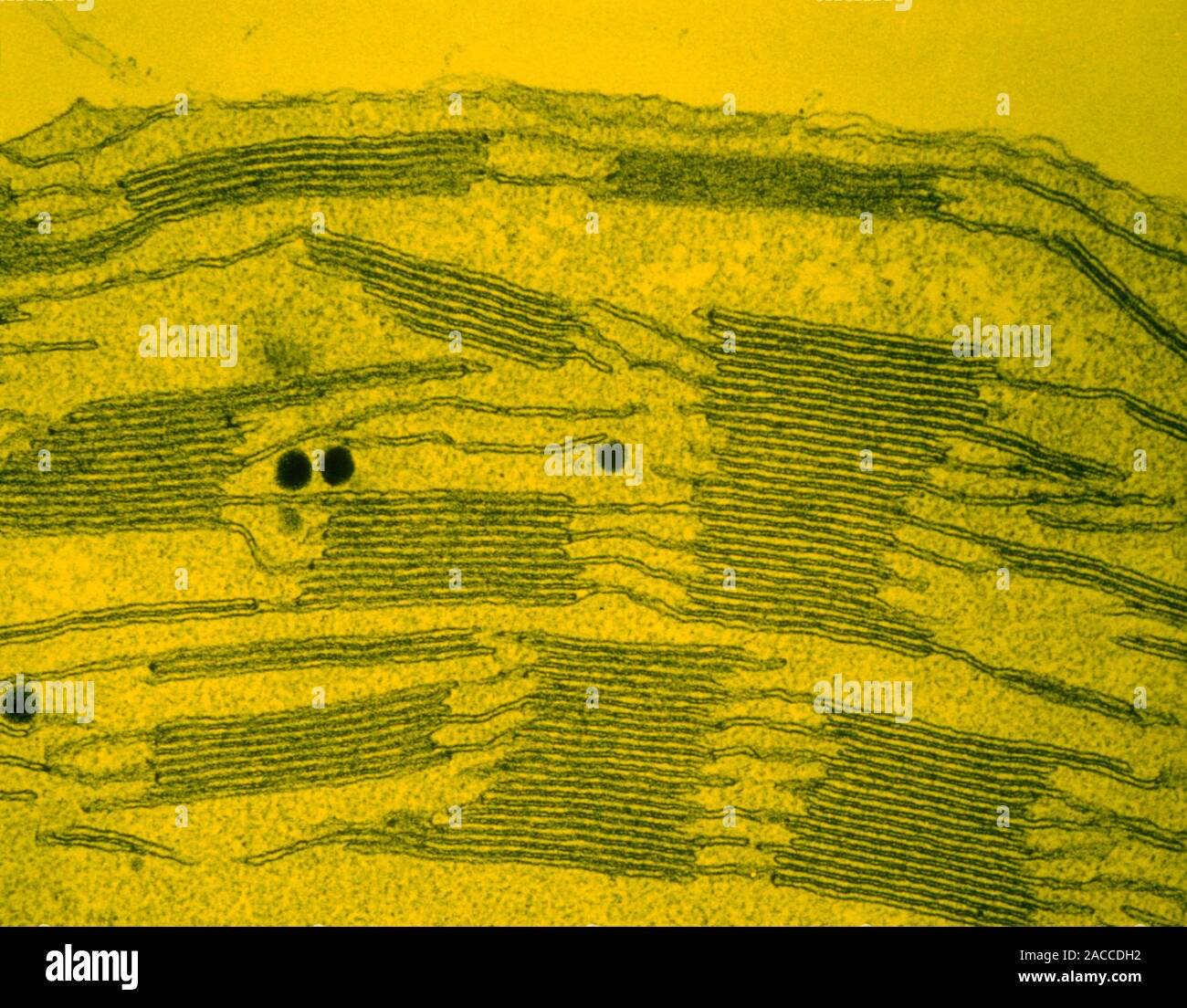 False-colour transmission electron micrograph of stacks of grana in a ...