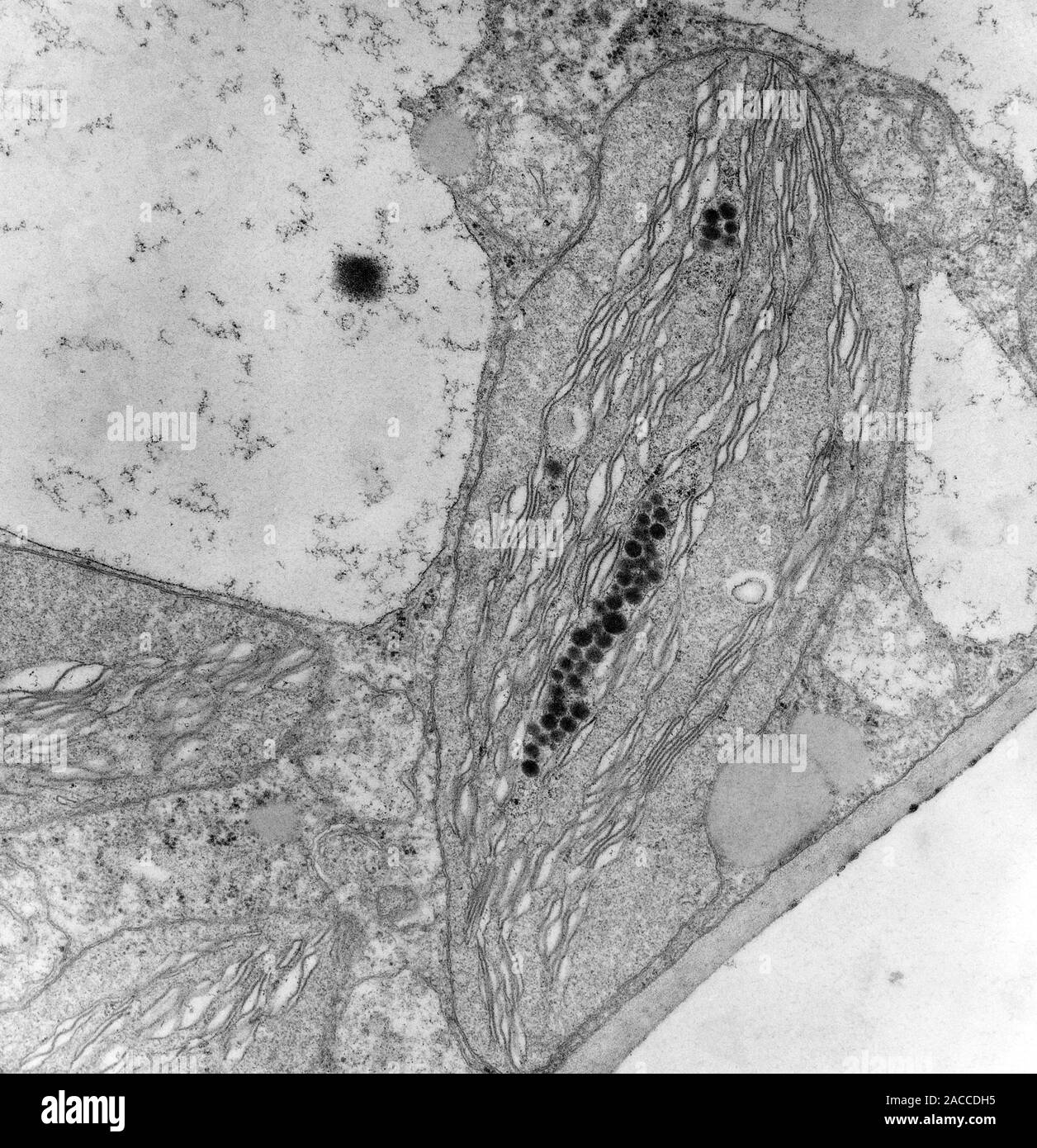 Chloroplasts. Transmission electron micrograph (TEM) of a section ...
