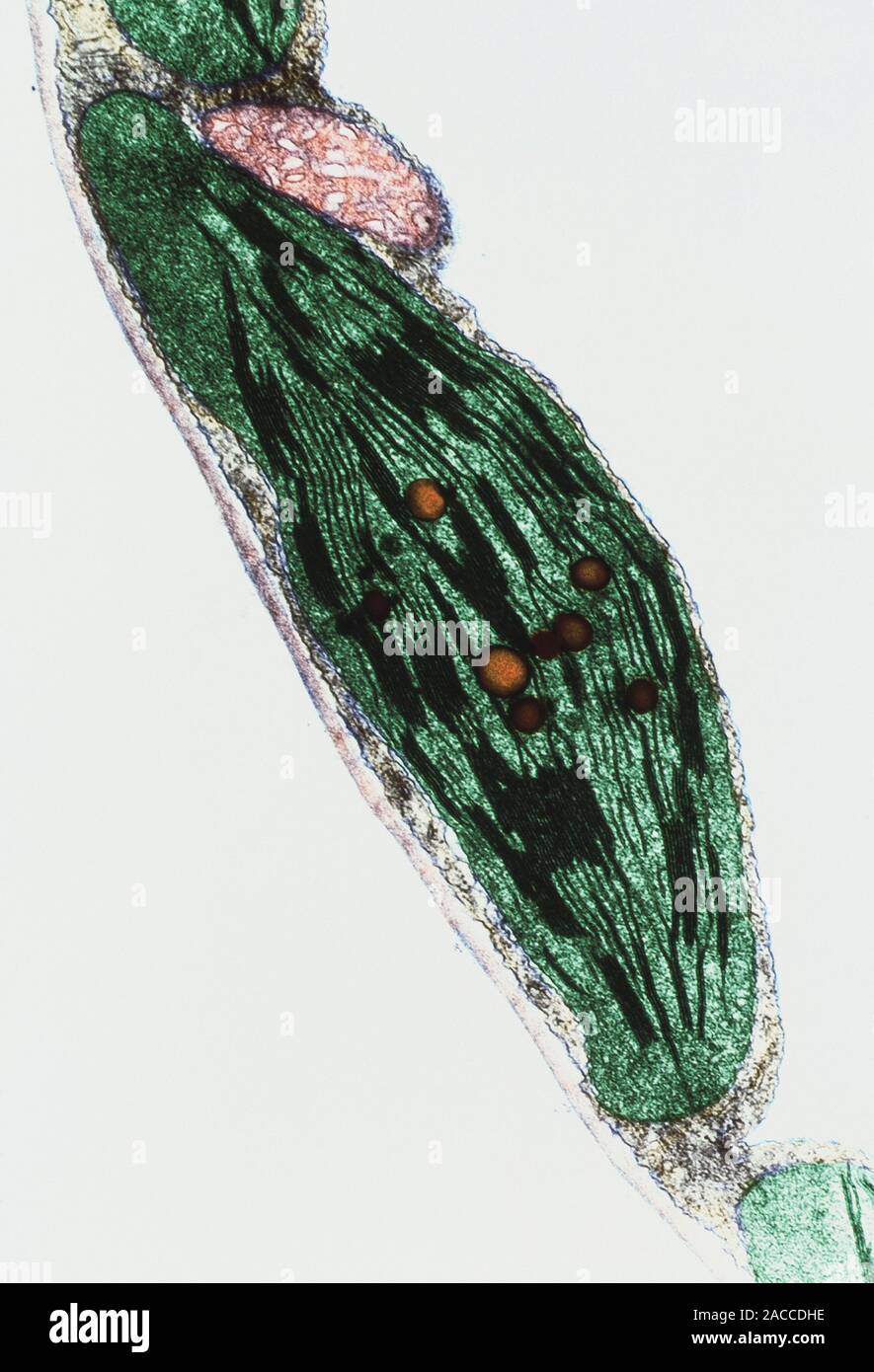 Tomato chloroplast. Coloured transmission electron micrograph (TEM) of ...