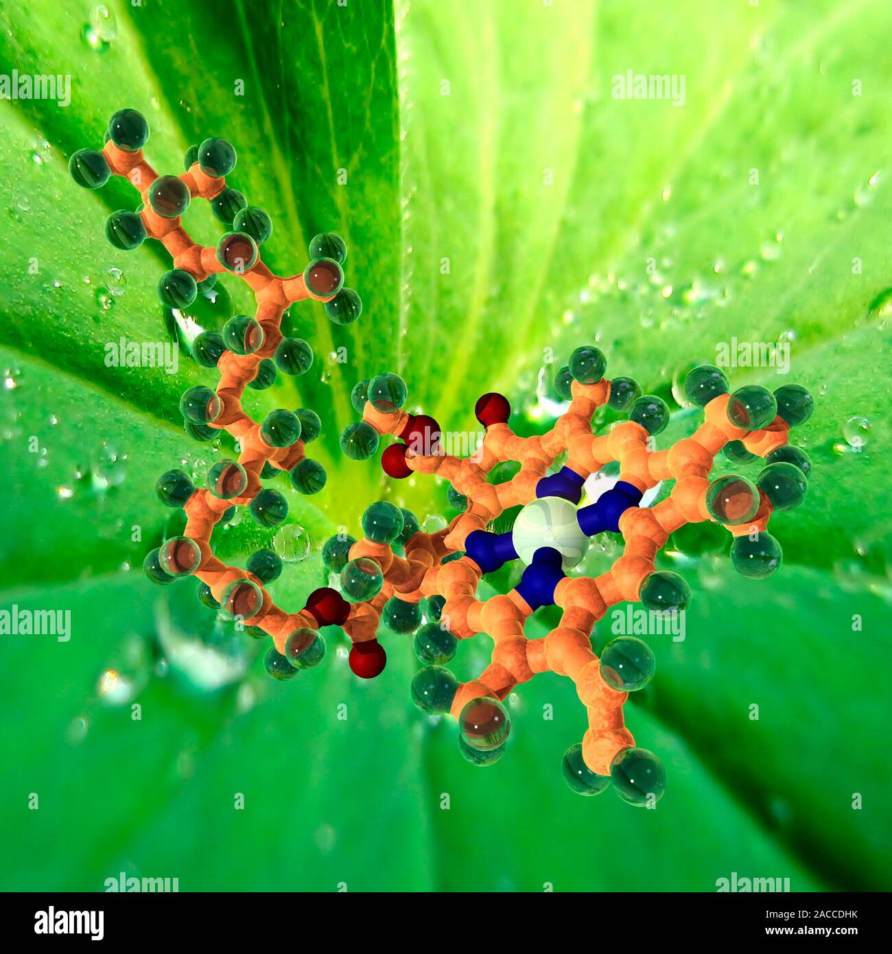 Chlorophyll molecule. Computer artwork of a molecule of chlorophyll ...