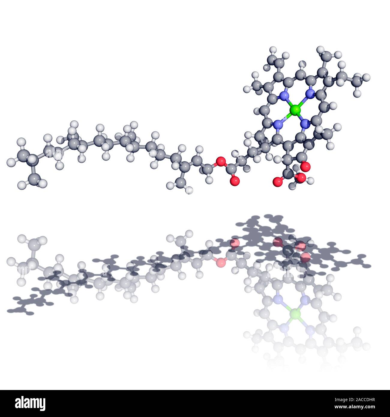 Chlorophyll A, molecular model. This is the molecule used by plants to ...