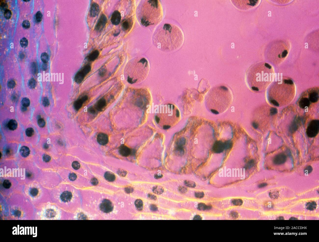 Meiosis. Light micrograph of bluebell (Endymion sp.) anther cells in ...