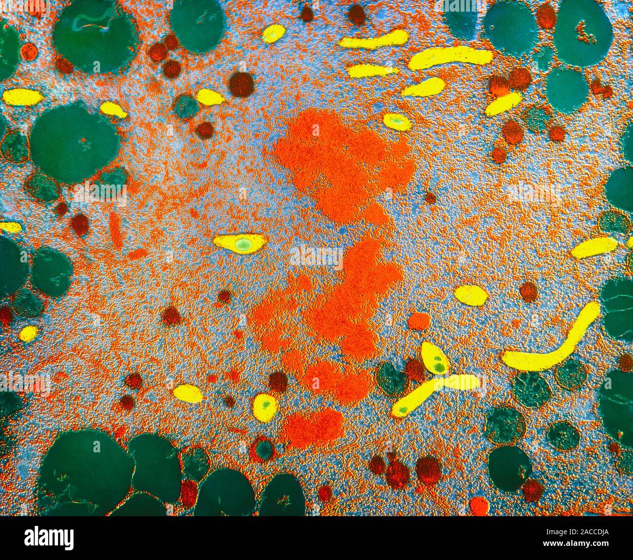 False colour transmission electron micrograph of a dividing cell ...