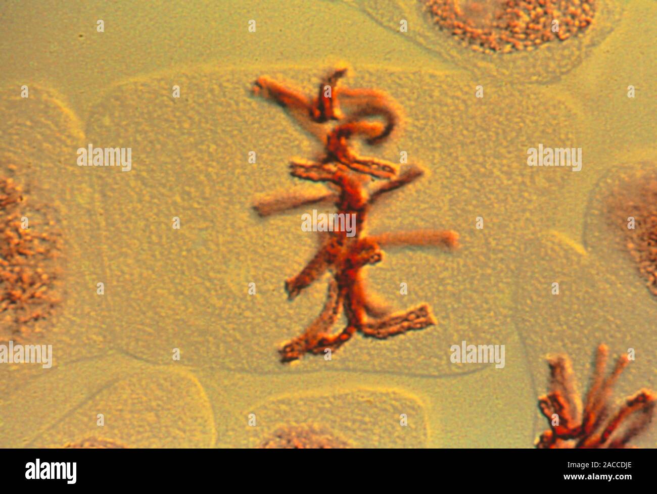 Metaphase of cell mitosis. Image 3 of 6. Light micrograph of a bluebell ...