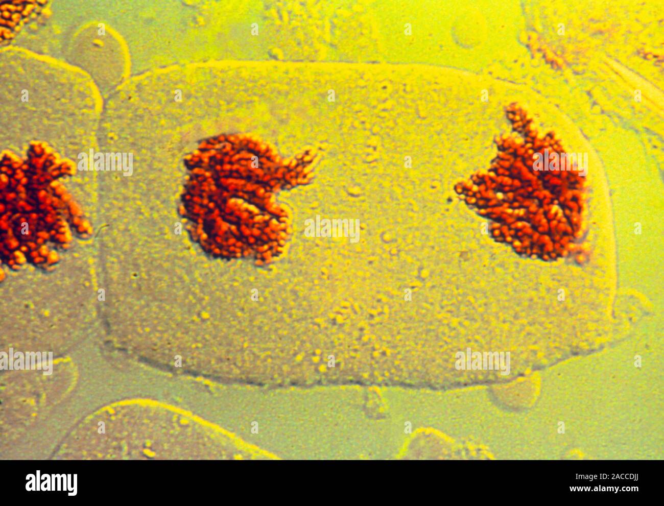 Telophase of cell mitosis. Image 6 of 6. Light micrograph of a bluebell ...