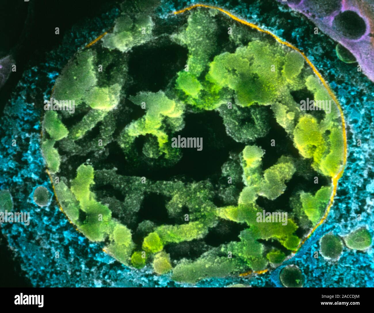 Prophase of cell division. Coloured high resolution scanning electron ...