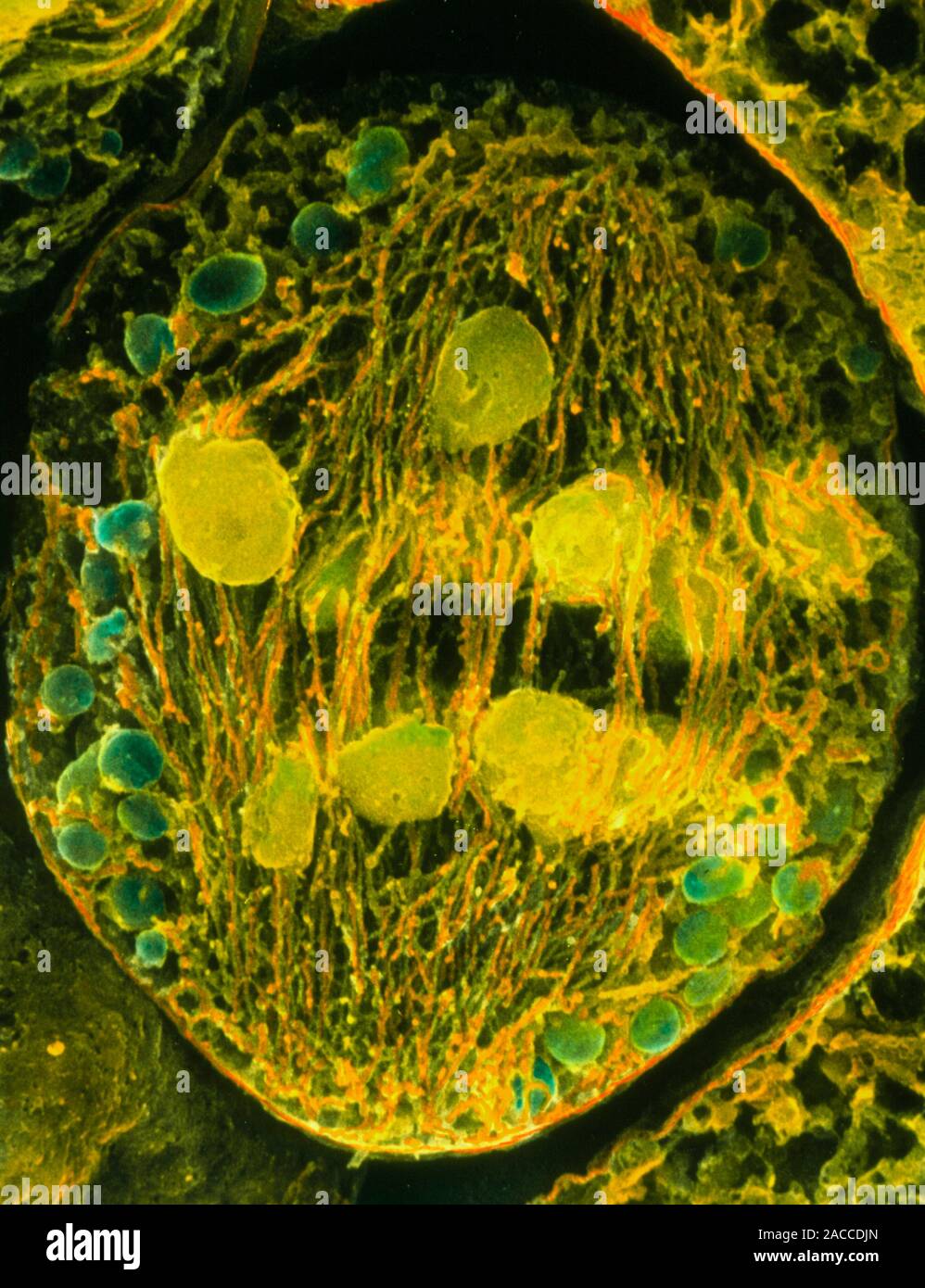 Metaphase of cell division. Coloured high resolution scanning electron ...