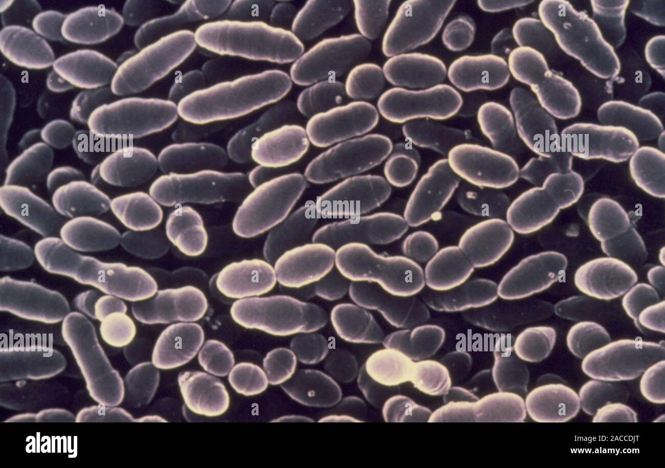 Scanning electron micrograph (SEM) of a colony of Bacillus anthracis ...