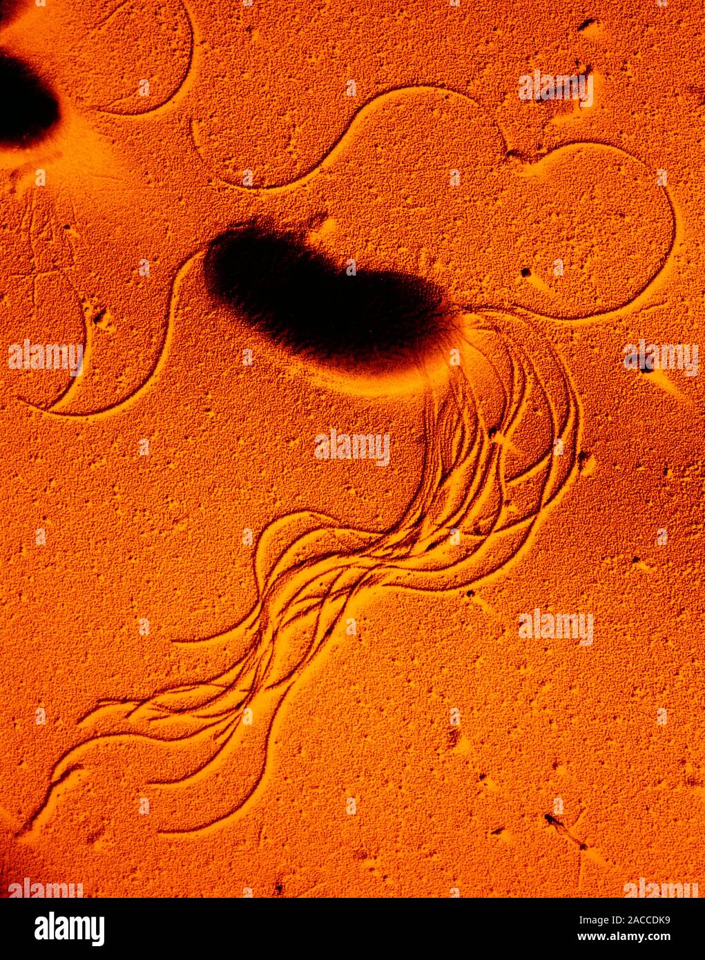 False-colour transmission electron micrograph (TEM) of the bacterium ...
