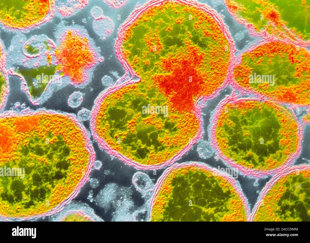 False-colour transmission electron micrograph of the Gram-negative ...