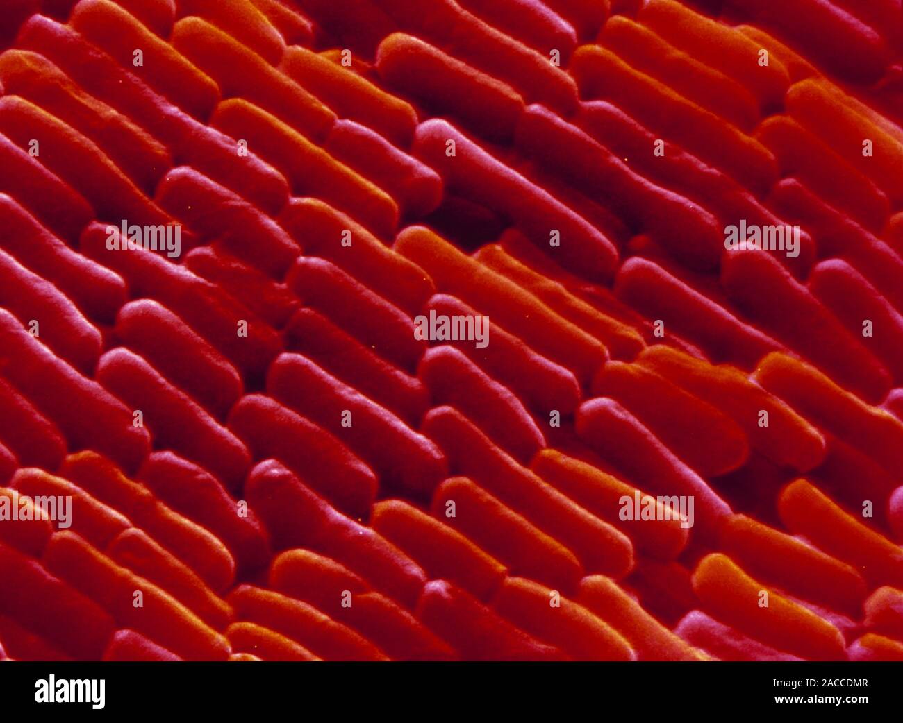 False colour scanning electron micrograph of the large rodshaped ...
