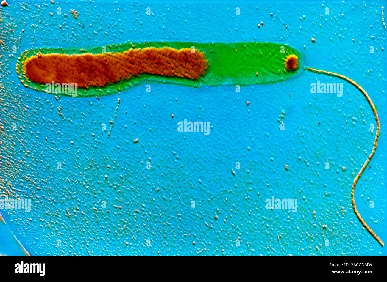False-colour transmission electron micrograph of the bacterium Vibrio ...