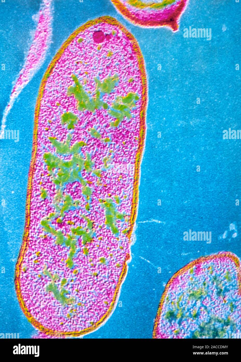 False-colour transmission electron micrograph (TEM) of Enterobacter sp ...