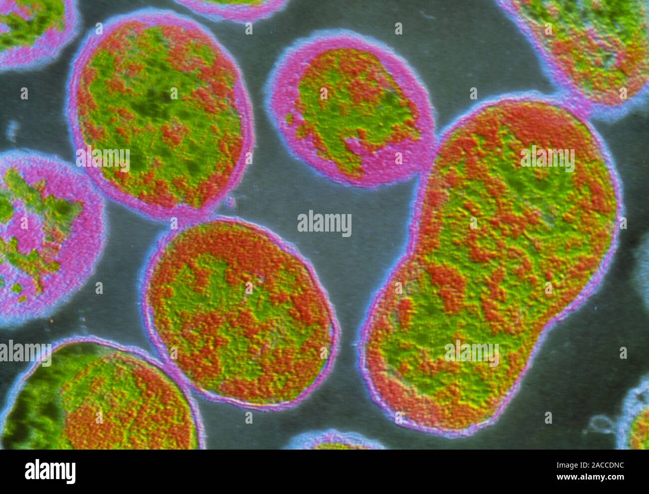 False-colour transmission electron micrograph (TEM) of the bacteria ...