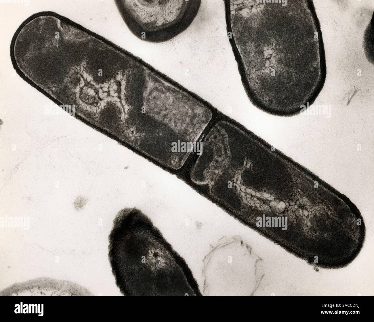 Transmission electron micrograph (TEM) of Bacillus subtilis, showing an ...