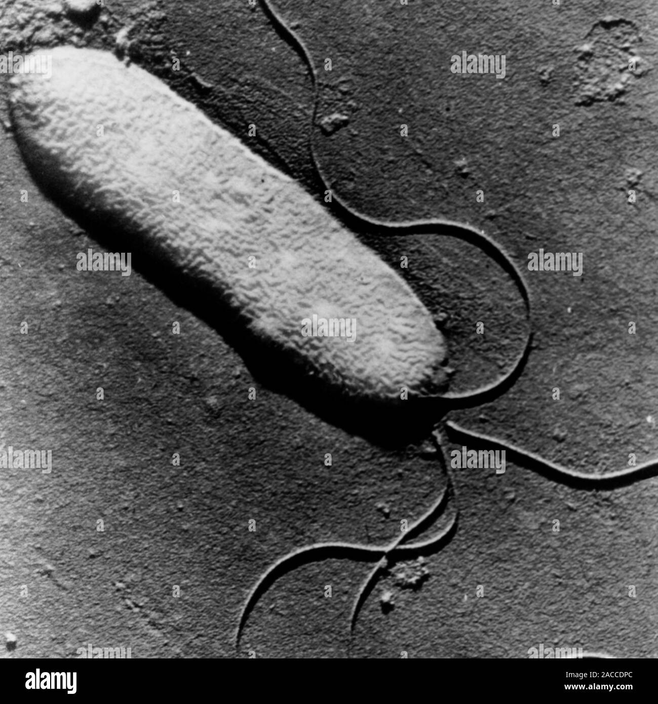 Transmission electron micrograph (shadow method) of the bacterium ...